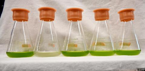 Experiments in growing algae without sunlight | News